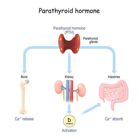 Vector of Parathyroid hormone and - ID:1-157396221 - Royalty Free Image ...