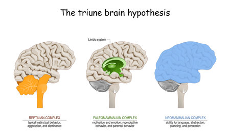 Vector of triune brain hypothesis. - ID:1-161207811 - Royalty Free ...