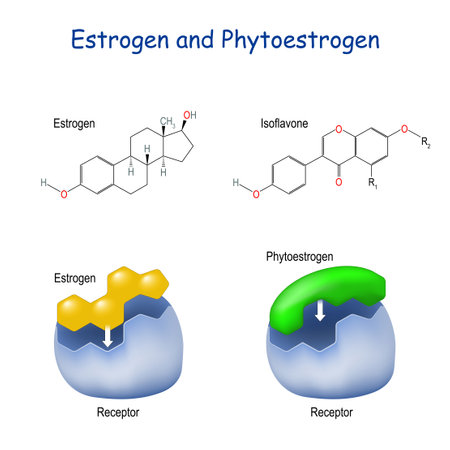 Vector of Estrogen and Phytoestrogen. - ID:162590709 - Royalty Free ...