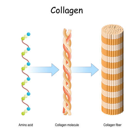 Vector of collagen molecule. Structure - ID:172752557 - Royalty Free ...