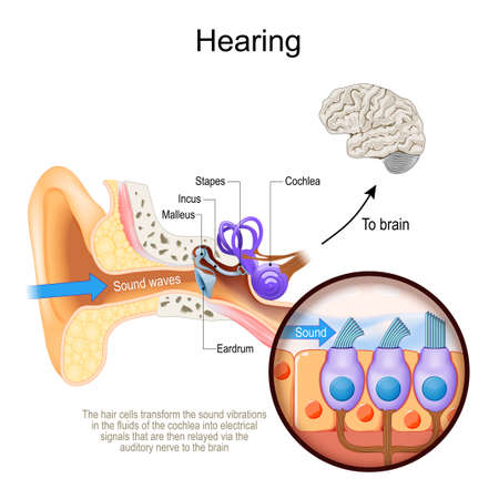 Vecteur de Hearing. Cross section of - ID:176361683 - image libre de ...