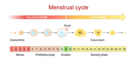 Vector of Menstrual cycle. Luteal and - ID:1-175983600 - Royalty Free ...
