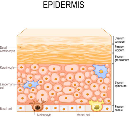 Vector of layers of epidermis. - ID:1-181457461 - Royalty Free Image ...