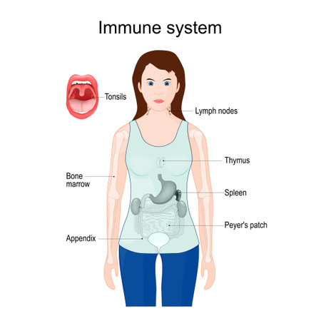 Vecteur de immune system. woman - ID:181457470 - image libre de droit ...