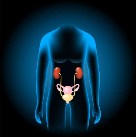 Vector of Female Genitourinary system - ID:188051272 - Royalty Free ...