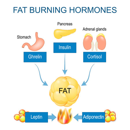 Vector of Fat burning hormones. - ID:1-191201282 - Royalty Free Image ...