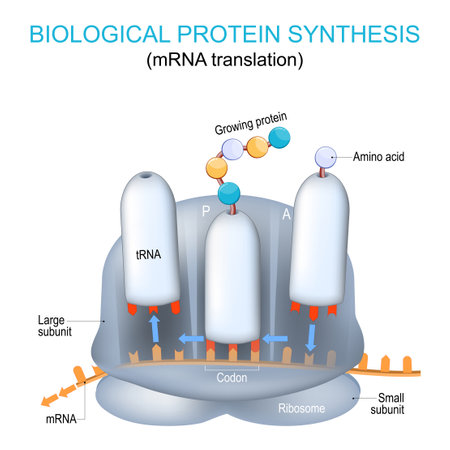 Photo of ribosome structure and - ID:191762913 - Royalty Free Image ...