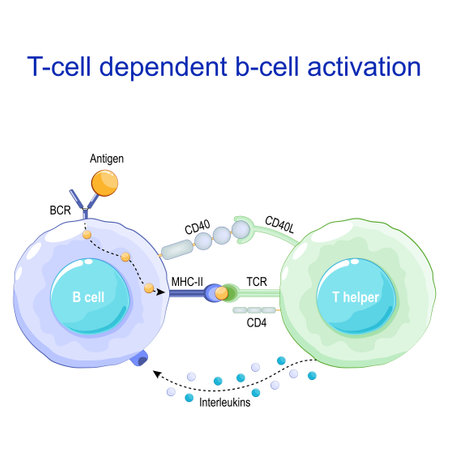 Vector of T-cell dependent b-cell - ID:1-197723334 - Royalty Free Image ...
