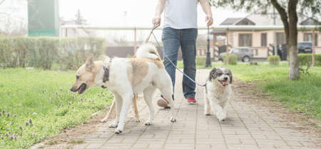 Pet care. Professional male dog walker walking a pack of dogs on park ...