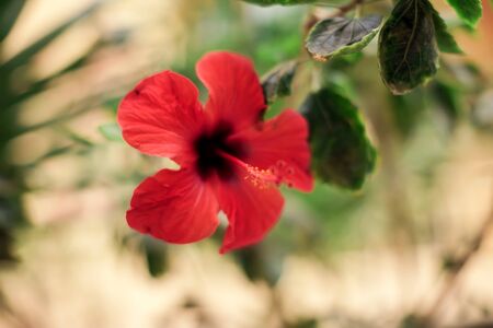 Red karkade flower in the garden on green background. Hibiscus flowerの ...