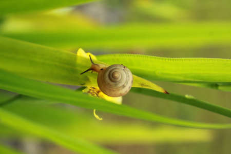 Photo of This is a rice field snail - ID:1-172167103 - Royalty Free ...