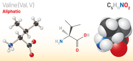 Vector of Valine (Val, L) amino acid - ID:1-180486429 - Royalty Free ...