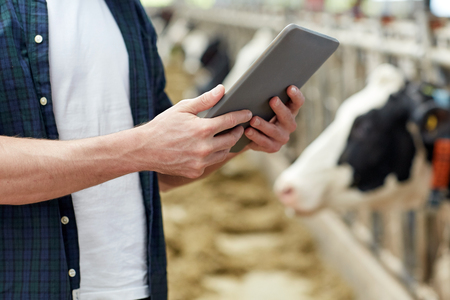 man with tablet pc and cows on dairy farm - Stock Image - Everypixel