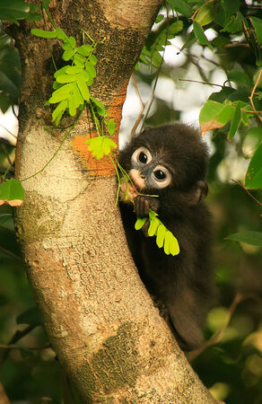 Young Spectacled langur sitting in a tree, Wua Talap island, Ang Thong ...