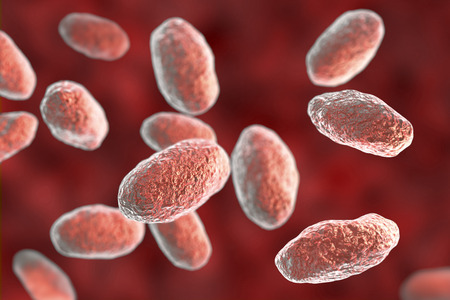 Photo of Yersinia pseudotuberculosis - ID:1-103378074 - Royalty Free ...