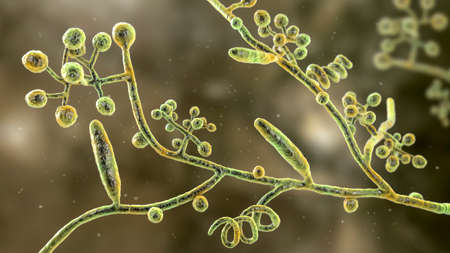 Photo of Fungi Trichophyton - ID:1-186519880 - Royalty Free Image ...