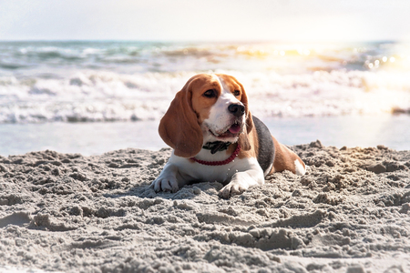 Dog beagle breeds on the seashore under bright sun rays. - Stock Image ...