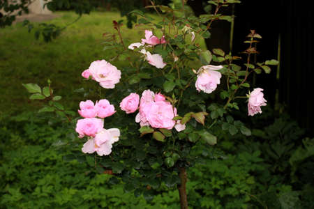 Blooming roses in full bloom, some already wilted, overblown but ...