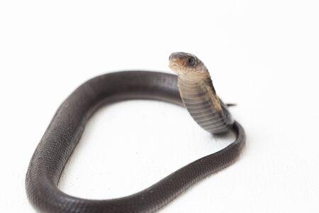 Photo of The Baby Javan spitting cobra - ID:1-141057402 - Royalty Free ...