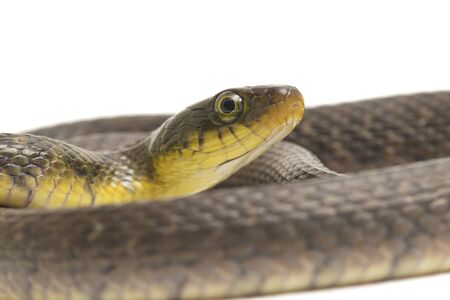 Photo of Water Snake Triangle Keelback - ID:144036794 - Royalty Free ...