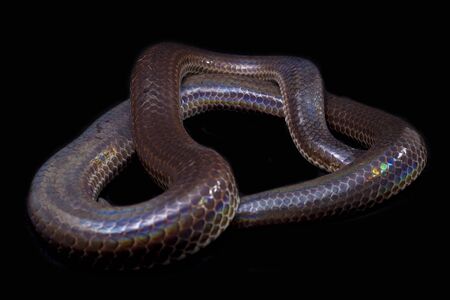 Photo of Xenopeltis unicolor. Common - ID:1-149180347 - Royalty Free ...