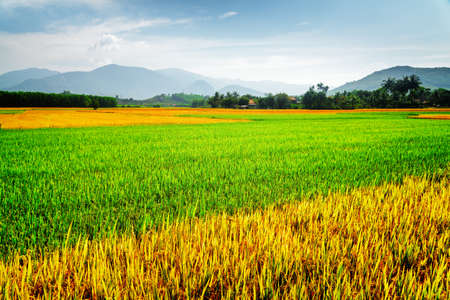 Amazing bright green, yellow and orange rice fields at different stages ...