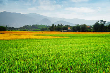Beautiful bright green, yellow and orange rice fields at different ...