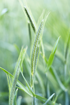 Rye field or crop field in springtime with green ears of rye and ...
