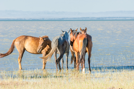 horse, knight, steed, courser, hoss a solid-hoofed plant-eating ...