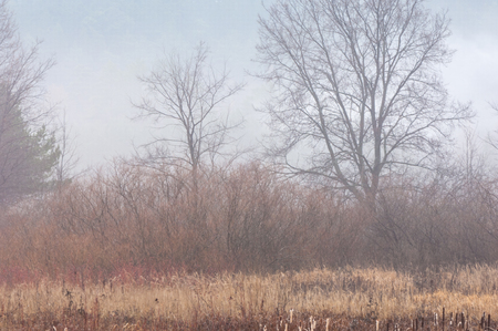 Late autumn mist. Straight foggy passage surrounded by dark trees in ...