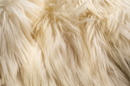 texture, background. Fur white yak. a large domesticated wild ox with ...