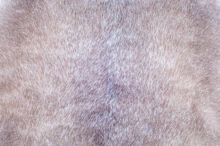 Mink fur texture. Mink coat photographed in the studio - Stock Image ...