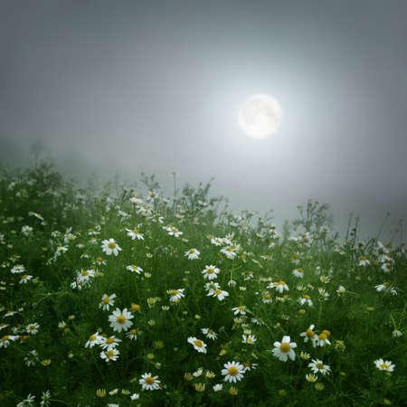 Daisy field under full moon.の写真素材 [40011646019] - イメージマート