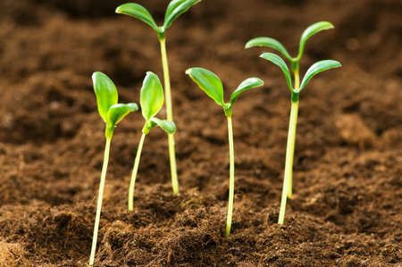 Green seedling illustrating concept of new life - Stock Image - Everypixel