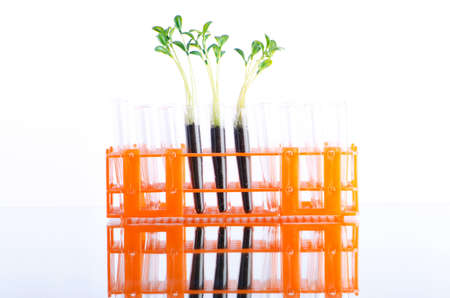 Lab experiment with green seedlings - Stock Image - Everypixel
