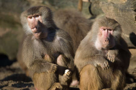 close up of two baboonsの写真素材 [40003978922]｜毎月1点無料（フリー）のストックフォト イメージマート