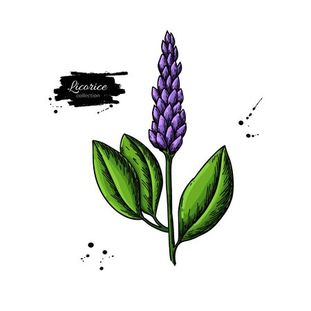 Licorice plant vector drawing. Botanical branch with flower and leaves ...