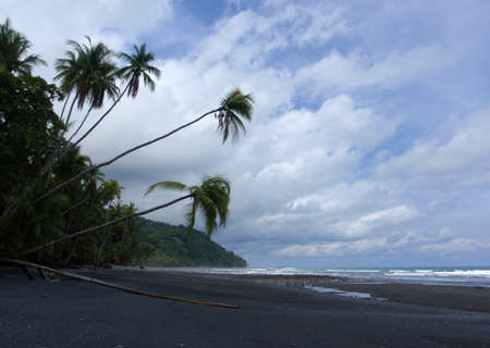 Coconut trees at the beach. Punta Banco, Costa Ricaの写真素材 [40007333950 ...