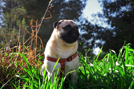 pug dog in a garden - Stock Image - Everypixel