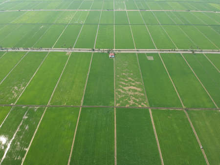 Aerial view of the beautiful green paddy field during the growing ...