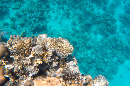 Coral reef in the depths of the sea near the shore. horizontal photoの写真 ...