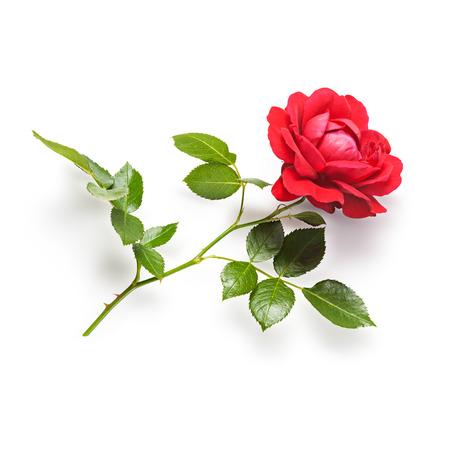 Stem rose store