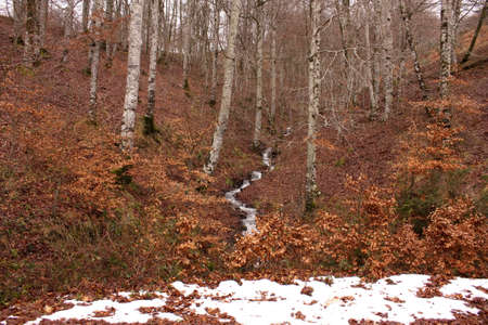 Beech forest in the Irati jungle or forest, Navarra, northern Spainの写真 ...