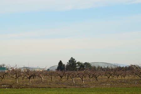 Cropped trees in the apple orchard. Care orchard, pruning trees ...