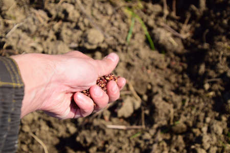 Sowing of maize out of hand. Manual planting of corn in the garden ...