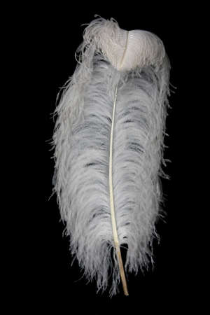 Plume feather store
