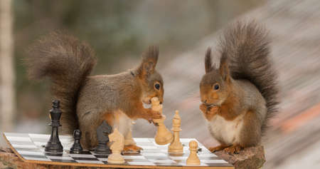 close up of red squirrels with a chess piece in hands with a board ...