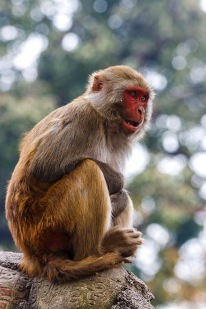 Macacus monkey living in the Swayambu Nath Temple, Kathmandu, Nepalの写真 ...