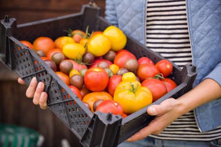 Close-up of woman's hands holding a big box of organic garden ...