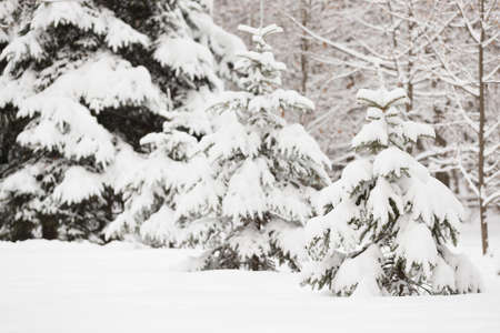 A snowy evergreen tree in the open air. Preparation for decorating ...